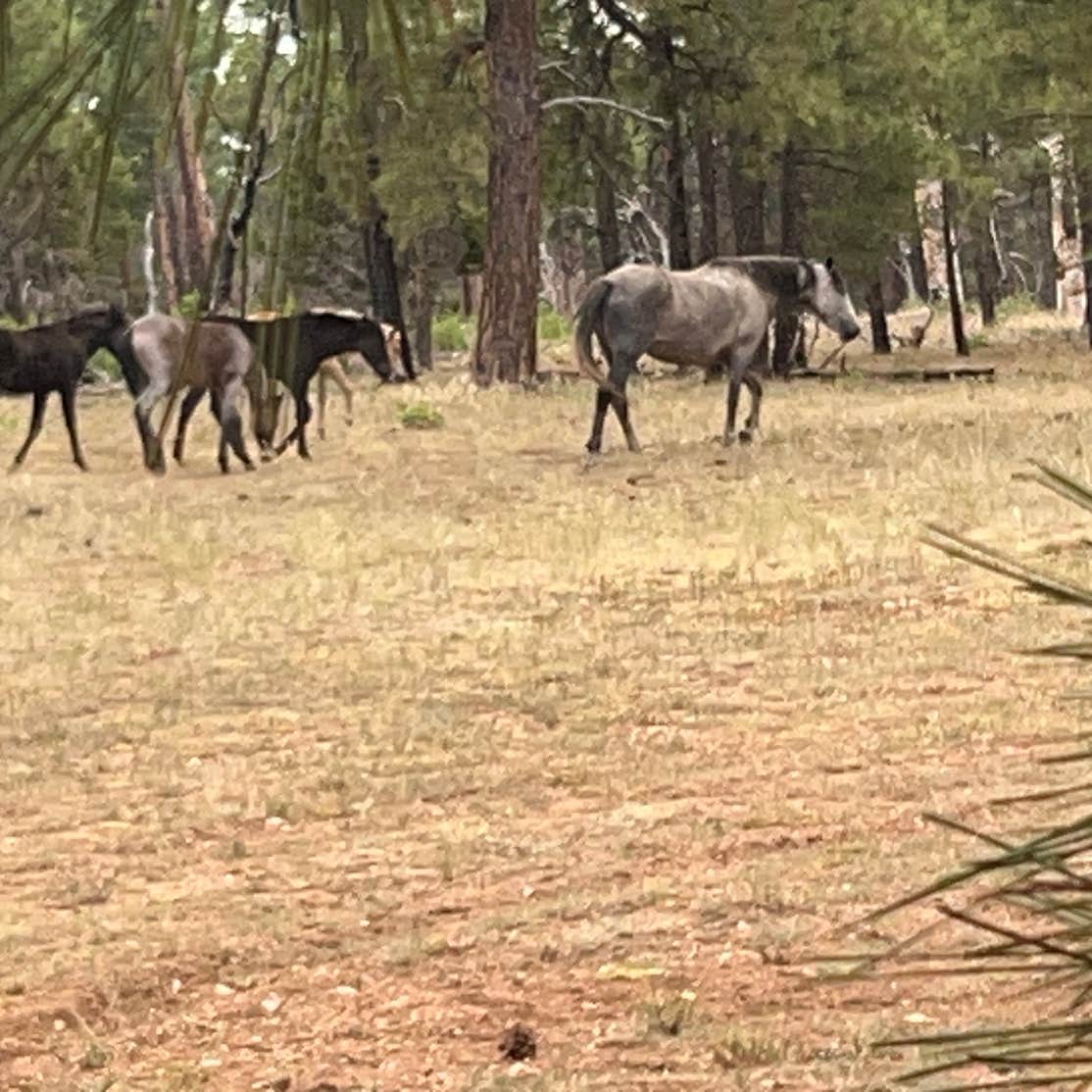 Coconino Rim Road Dispersed Camping | Grand Canyon, Arizona