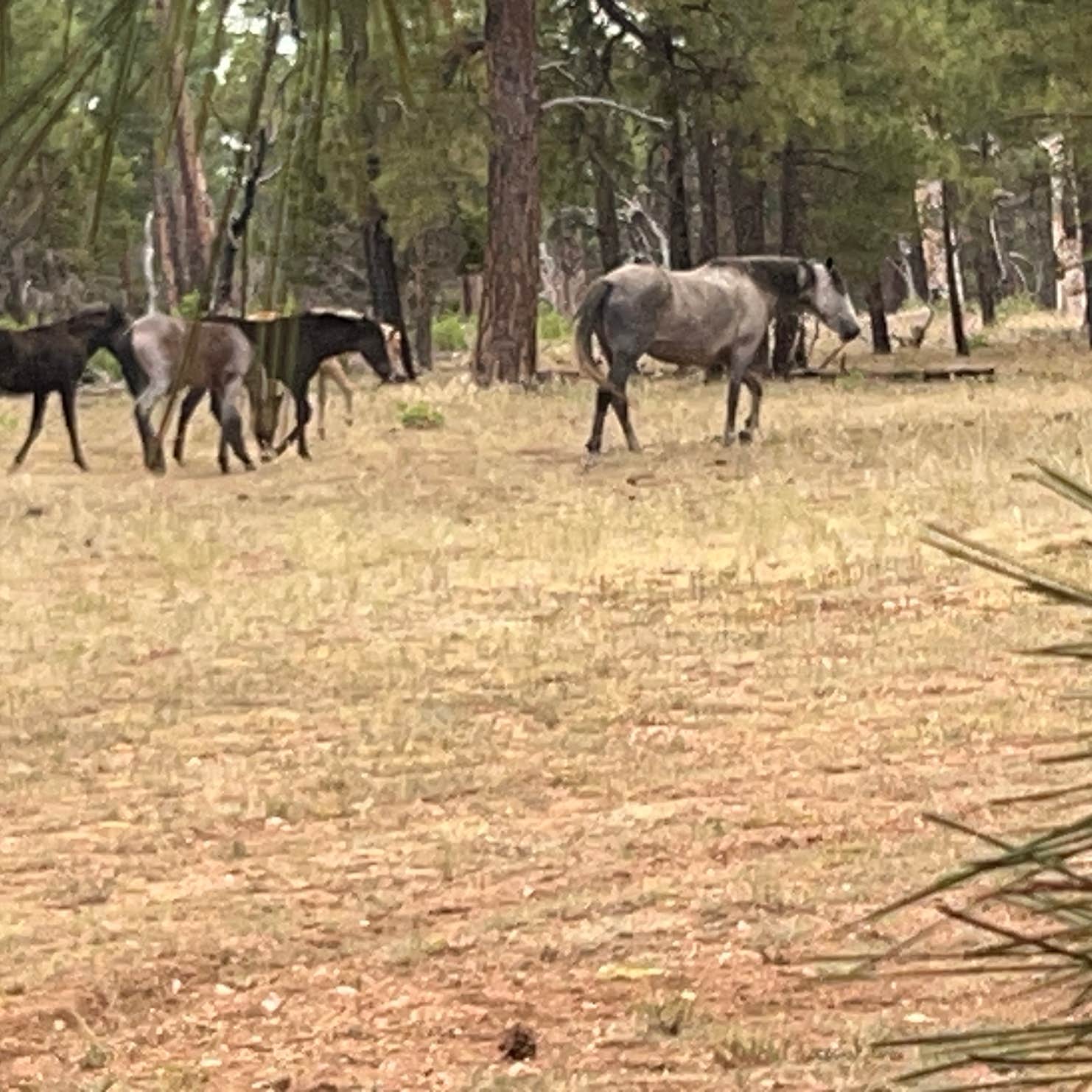 Coconino Rim Road Dispersed Camping | Grand Canyon, Arizona