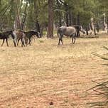 Coconino Rim Road Dispersed Camping | Grand Canyon, AZ
