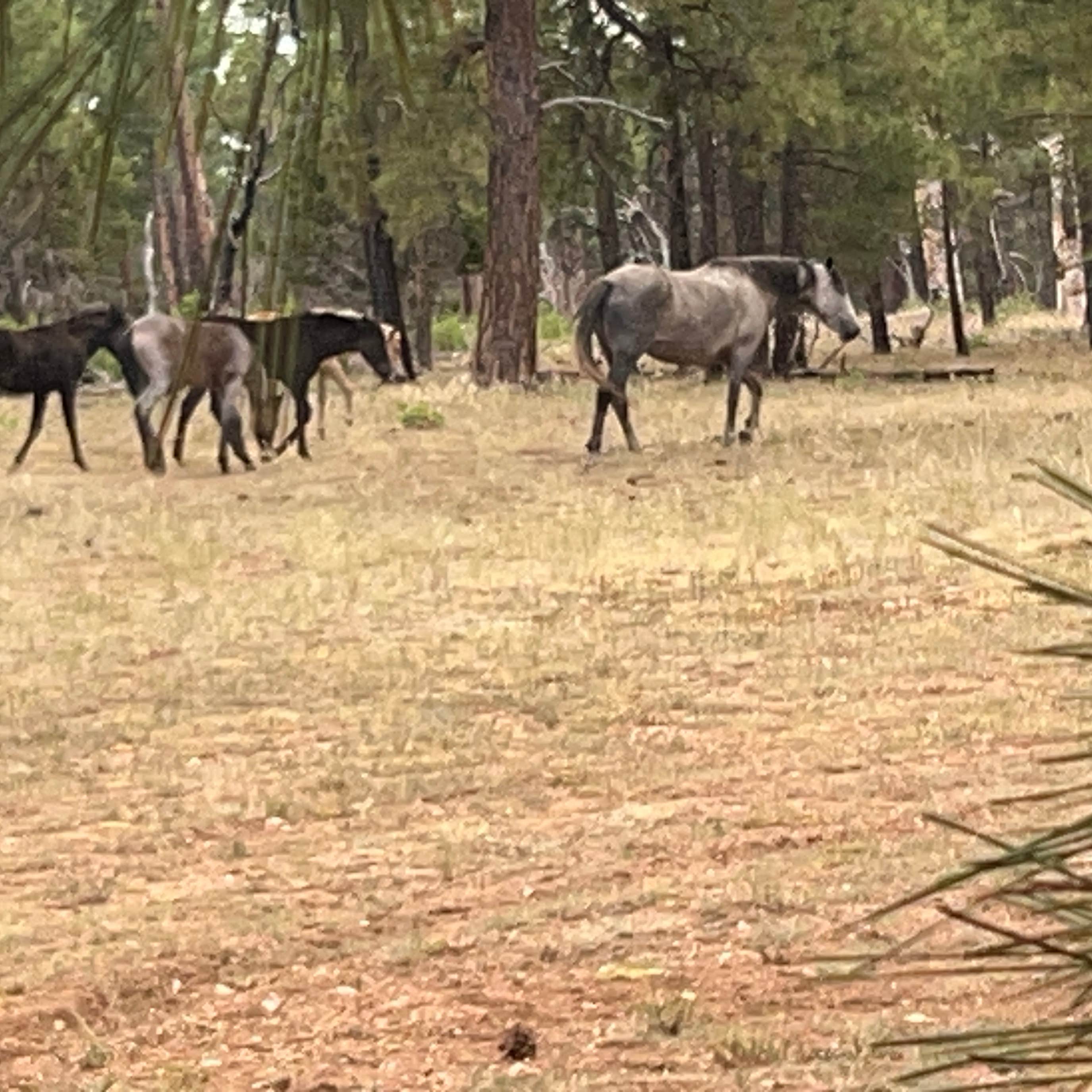 Coconino Rim Road Dispersed Camping | Grand Canyon, Arizona
