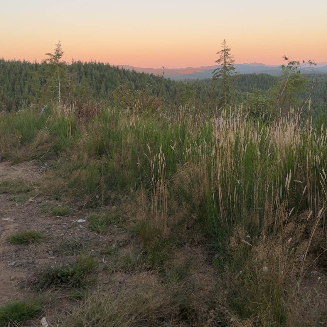 Cole Mt Ridge Camping | Tolovana Park, Oregon