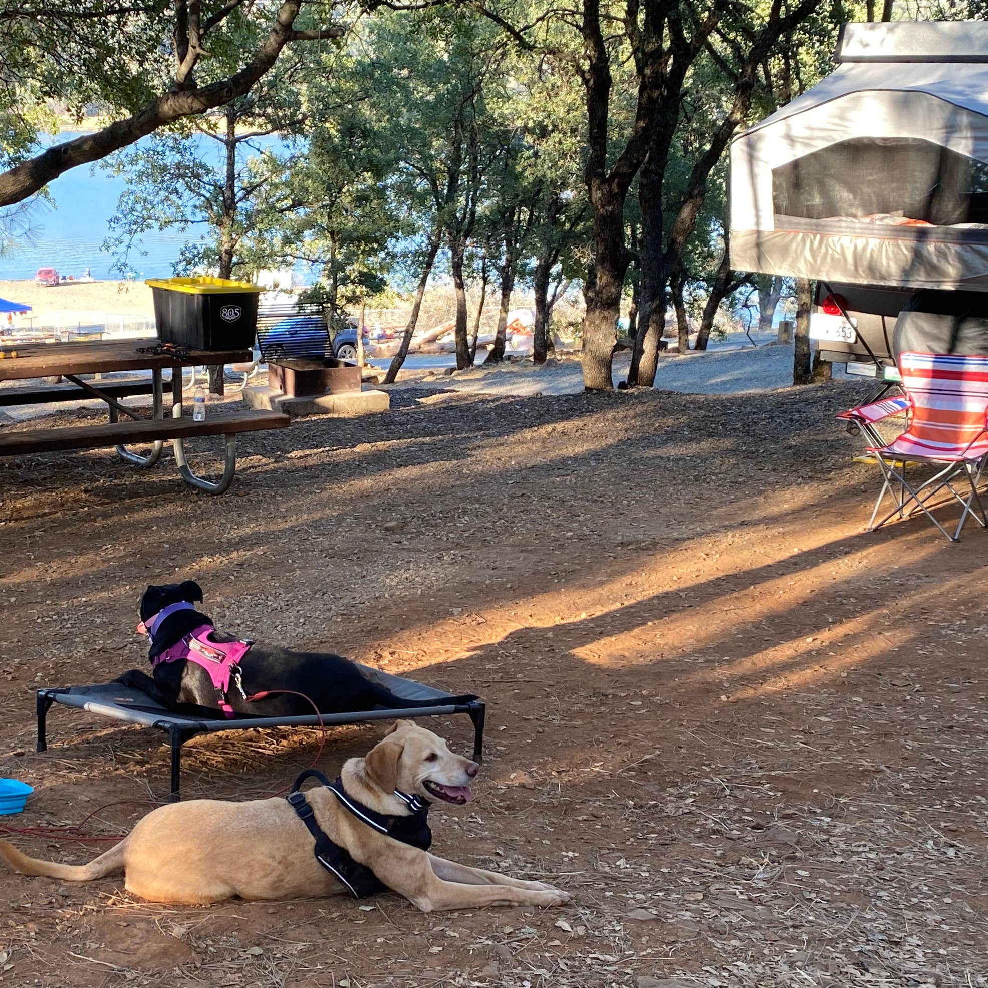 Collins Lake Recreation Area Camping | Oregon House, California