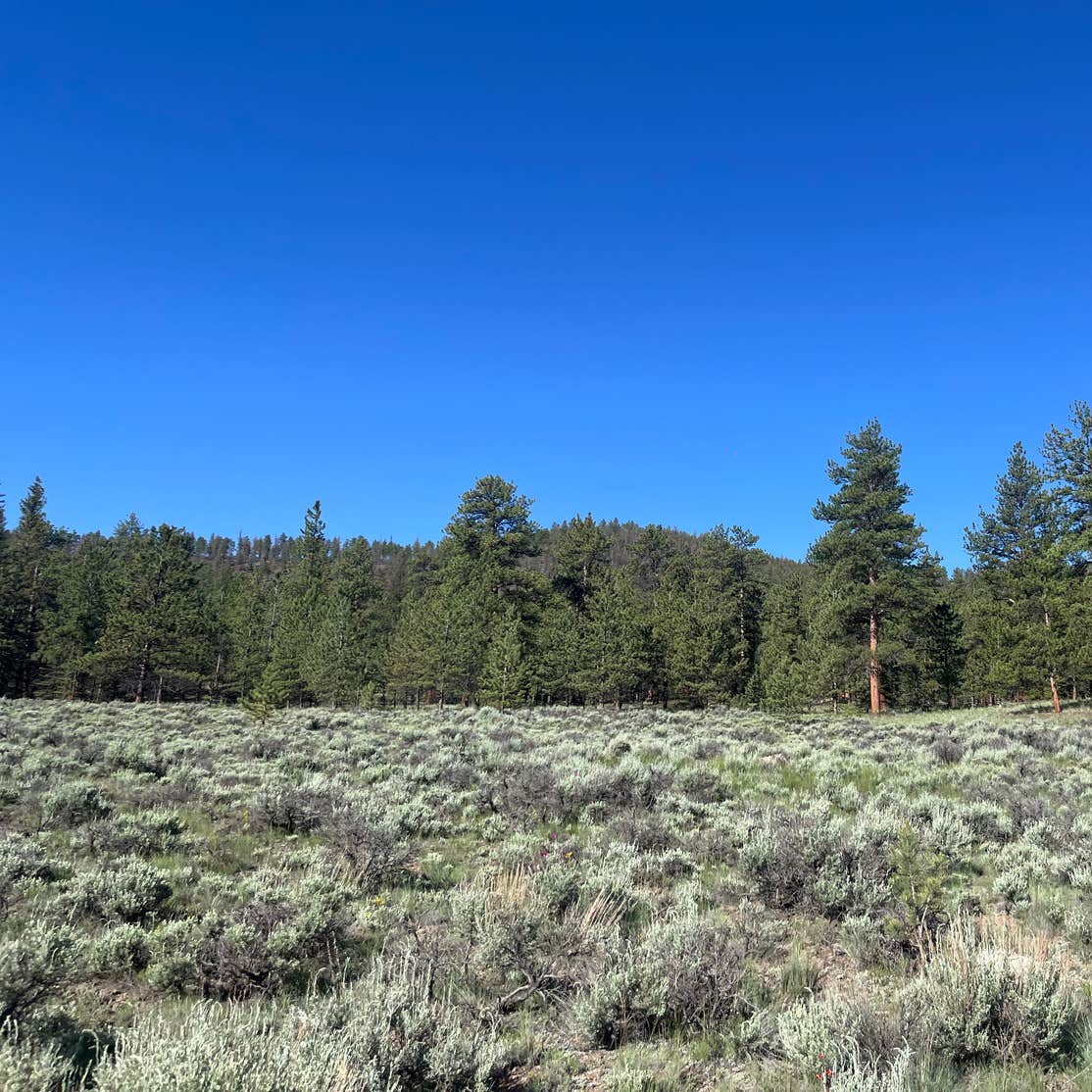 Buffalo Pass Campground | Saguache, CO