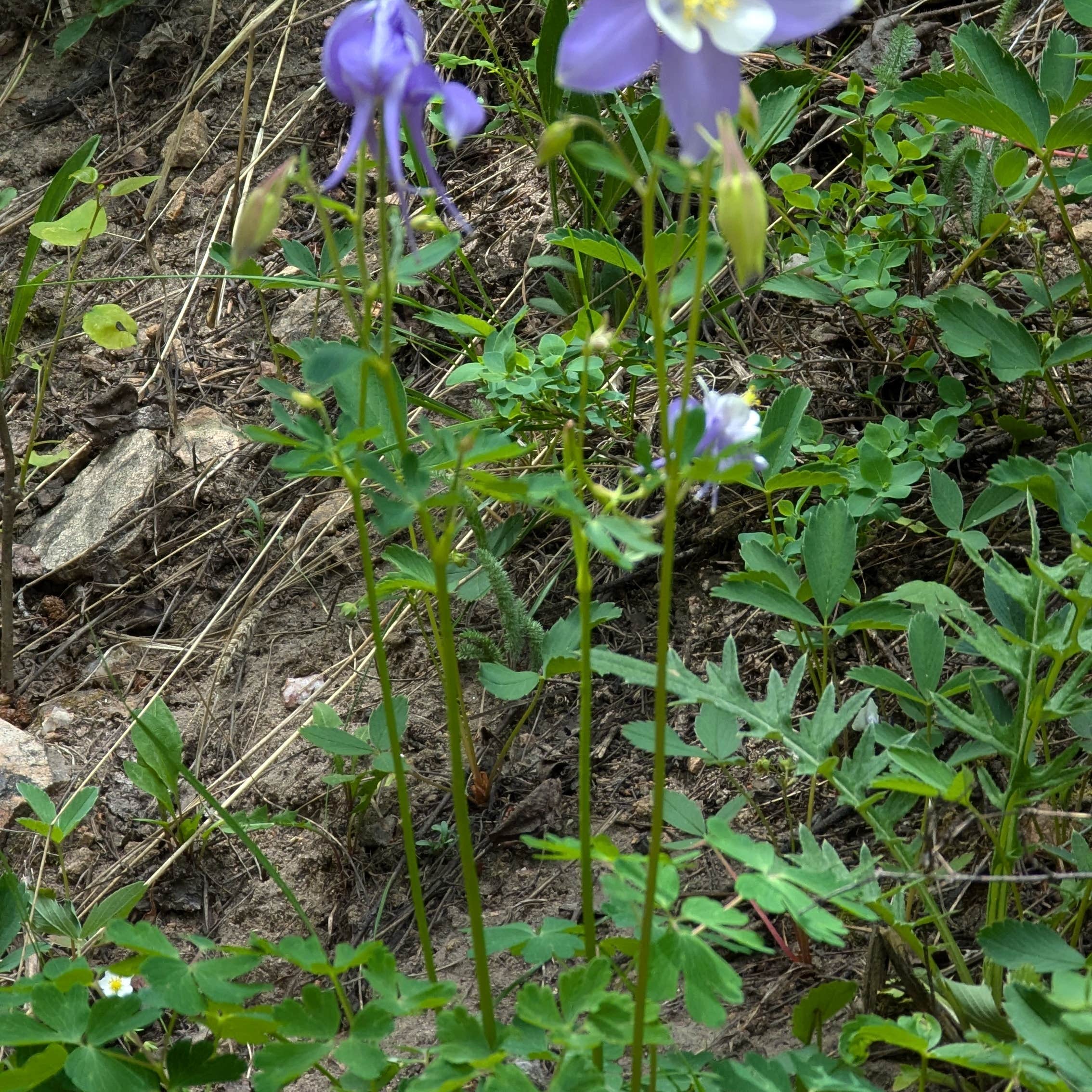 Frazer Meadow Campground — Golden Gate Canyon | Black Hawk, Colorado