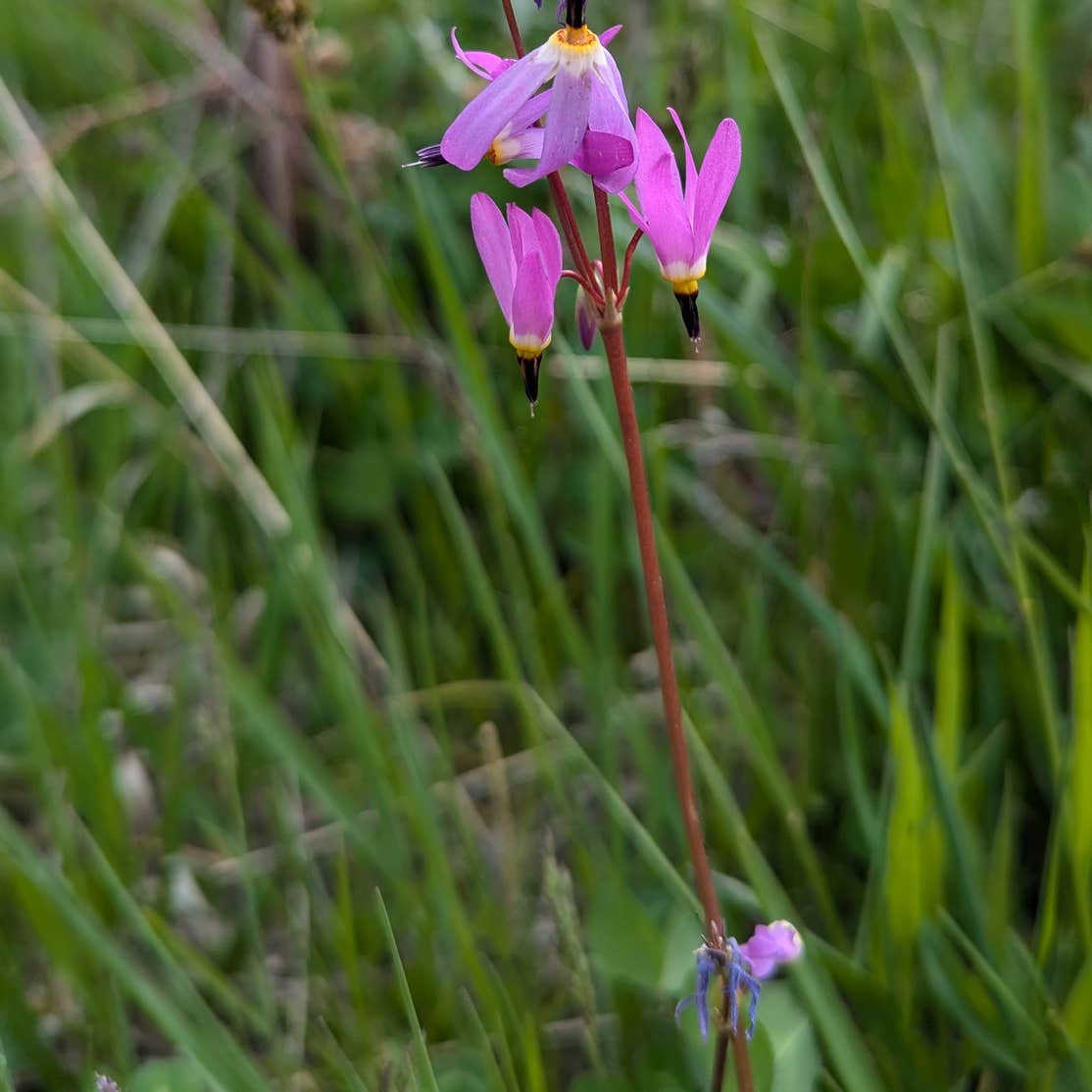 Frazer Meadow Campground — Golden Gate Canyon | Black Hawk, Colorado