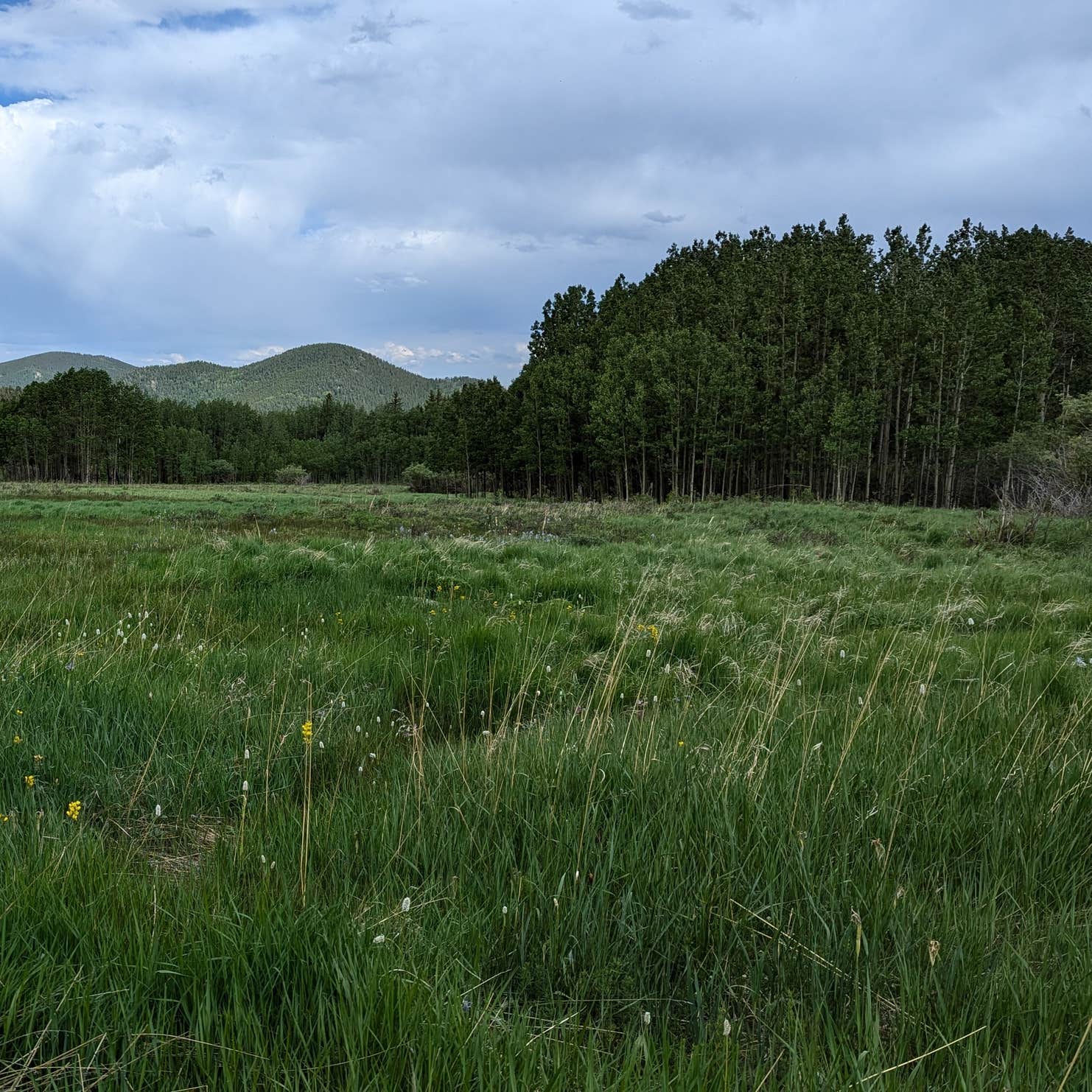 Frazer Meadow Campground — Golden Gate Canyon | Golden, CO