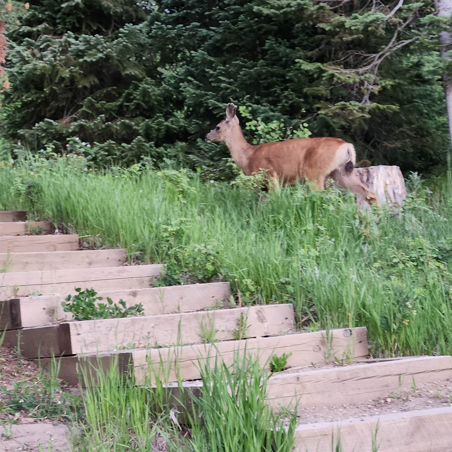 Pearl Lake State Park Campground | Clark, Colorado