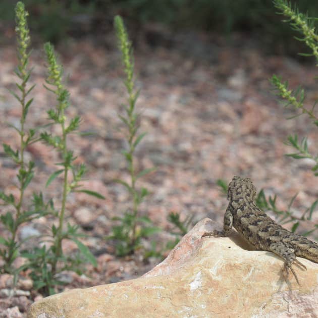Sand Gulch Campground | Victor, Colorado
