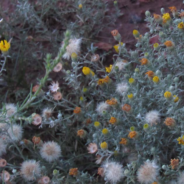 Sand Gulch Campground | Victor, Colorado