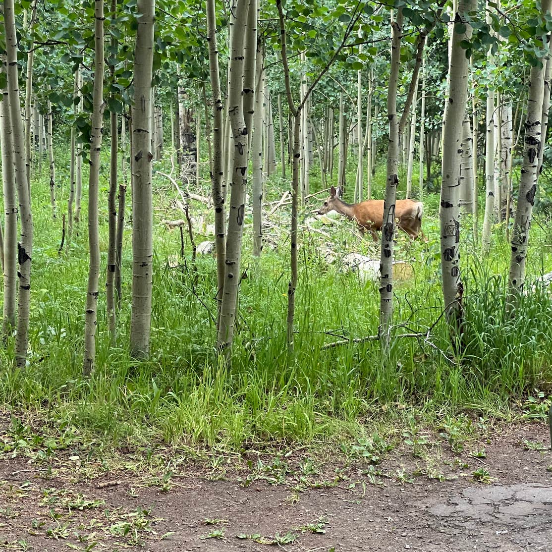 Silver Jack Campground | Ridgway, Colorado