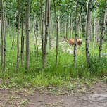 Silver Jack Campground | Ridgway, Colorado