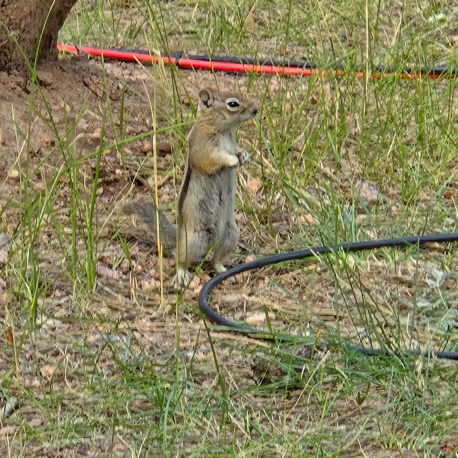 South Meadows Campground | Woodland Park, Colorado