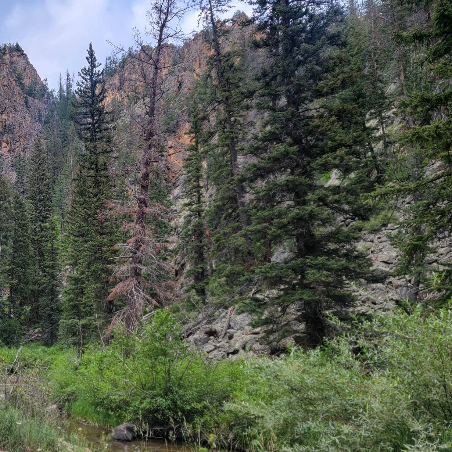 Spring Creek Campground | Almont, Colorado
