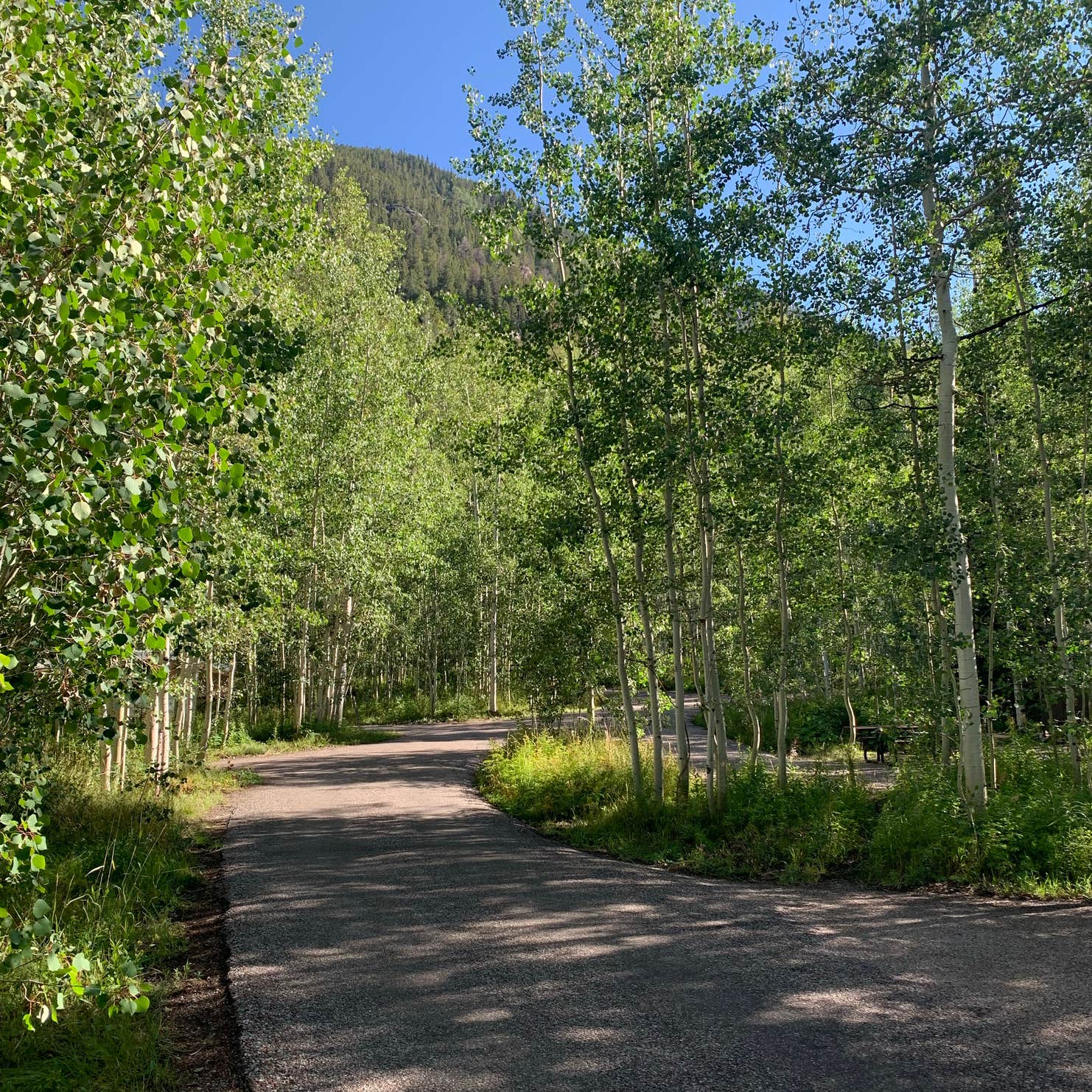 Weller Campground | Aspen, Colorado