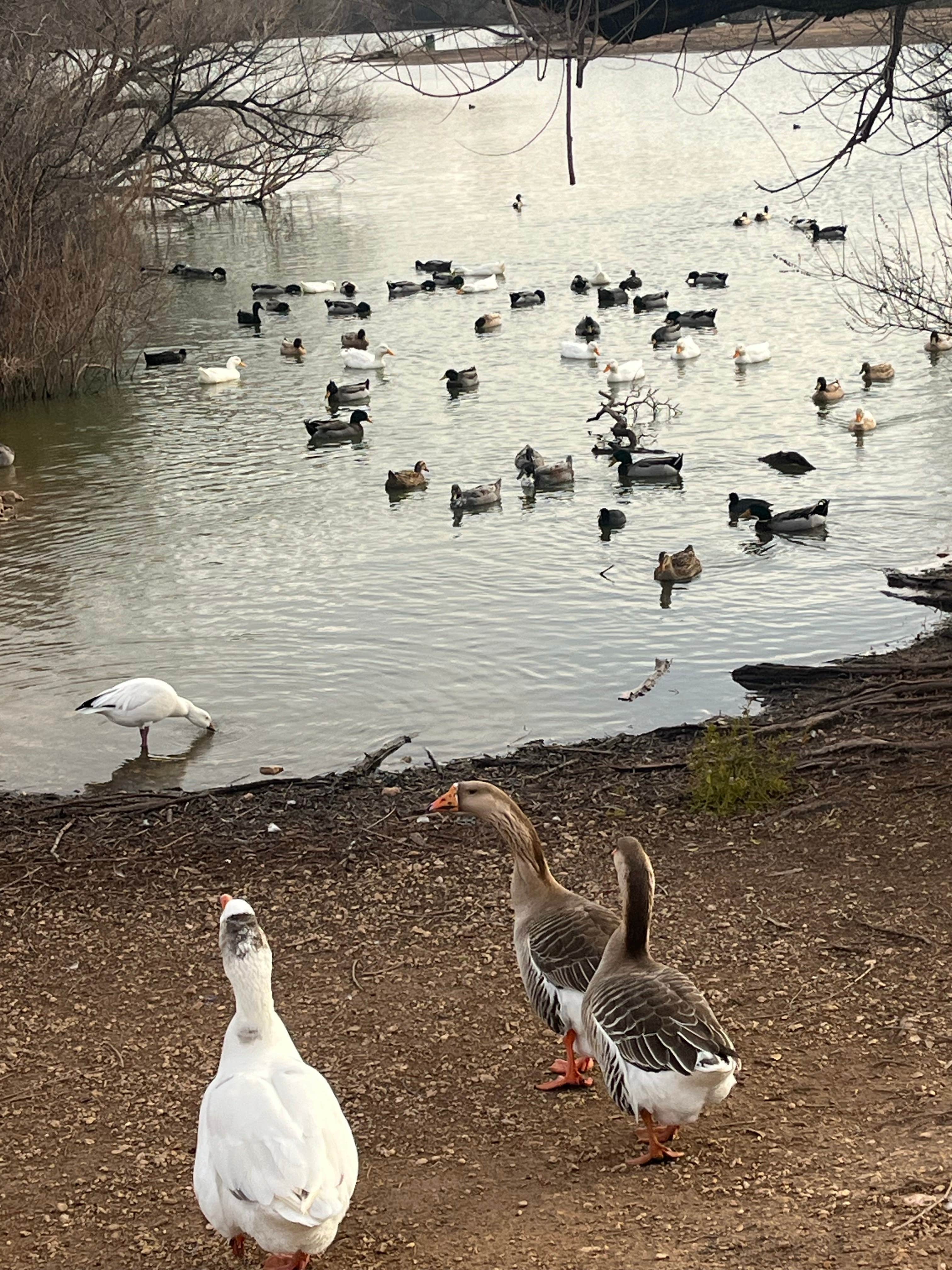 Comanche trail park campground | Big Spring, TX