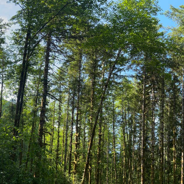 Cook Creek Camping | Tillamook State Forest, Oregon