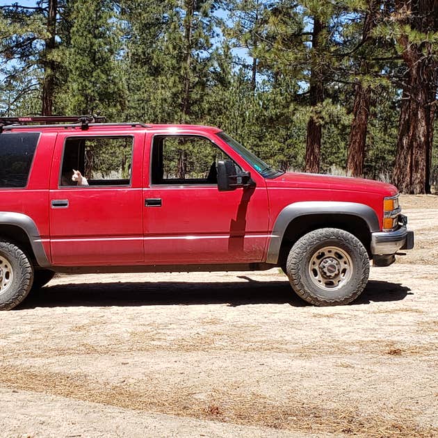 Coon Creek Yellow Post Camping | Big Bear City, California