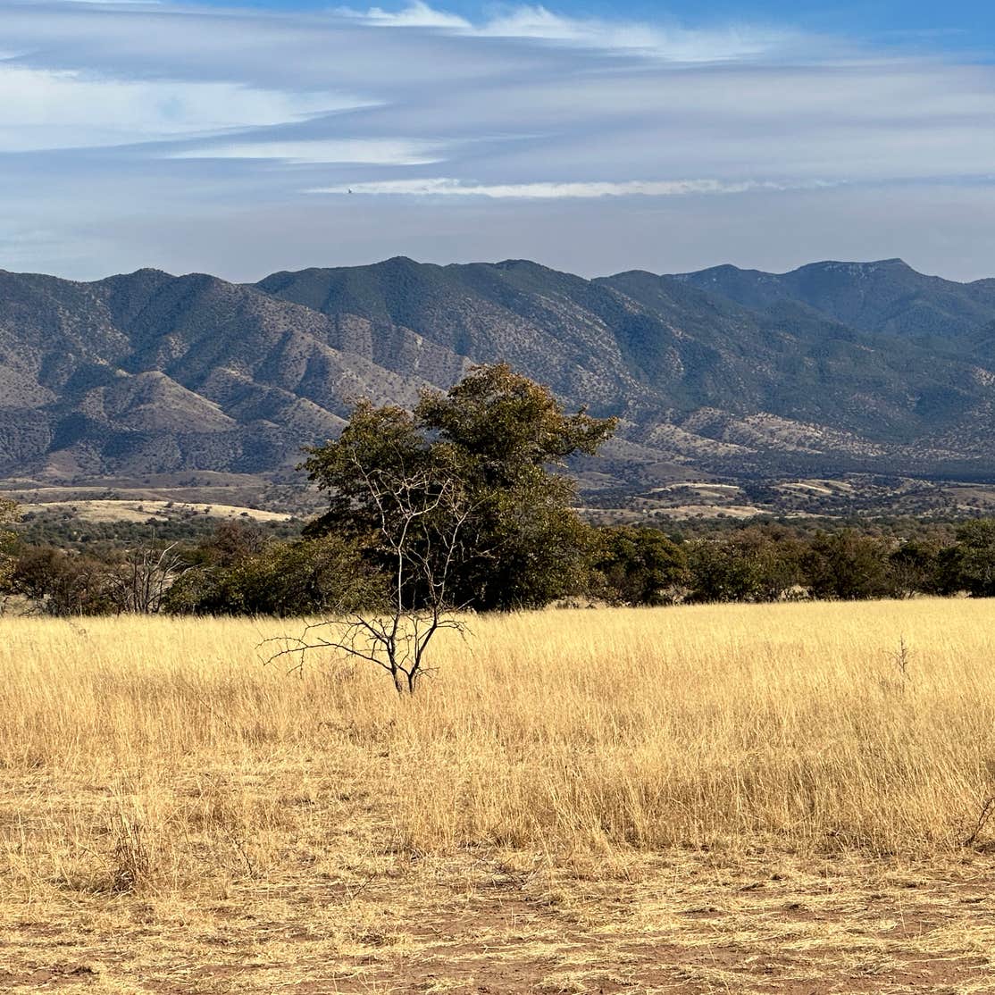 Coronado National Forest Hwy 83 Camping | Elgin, Arizona