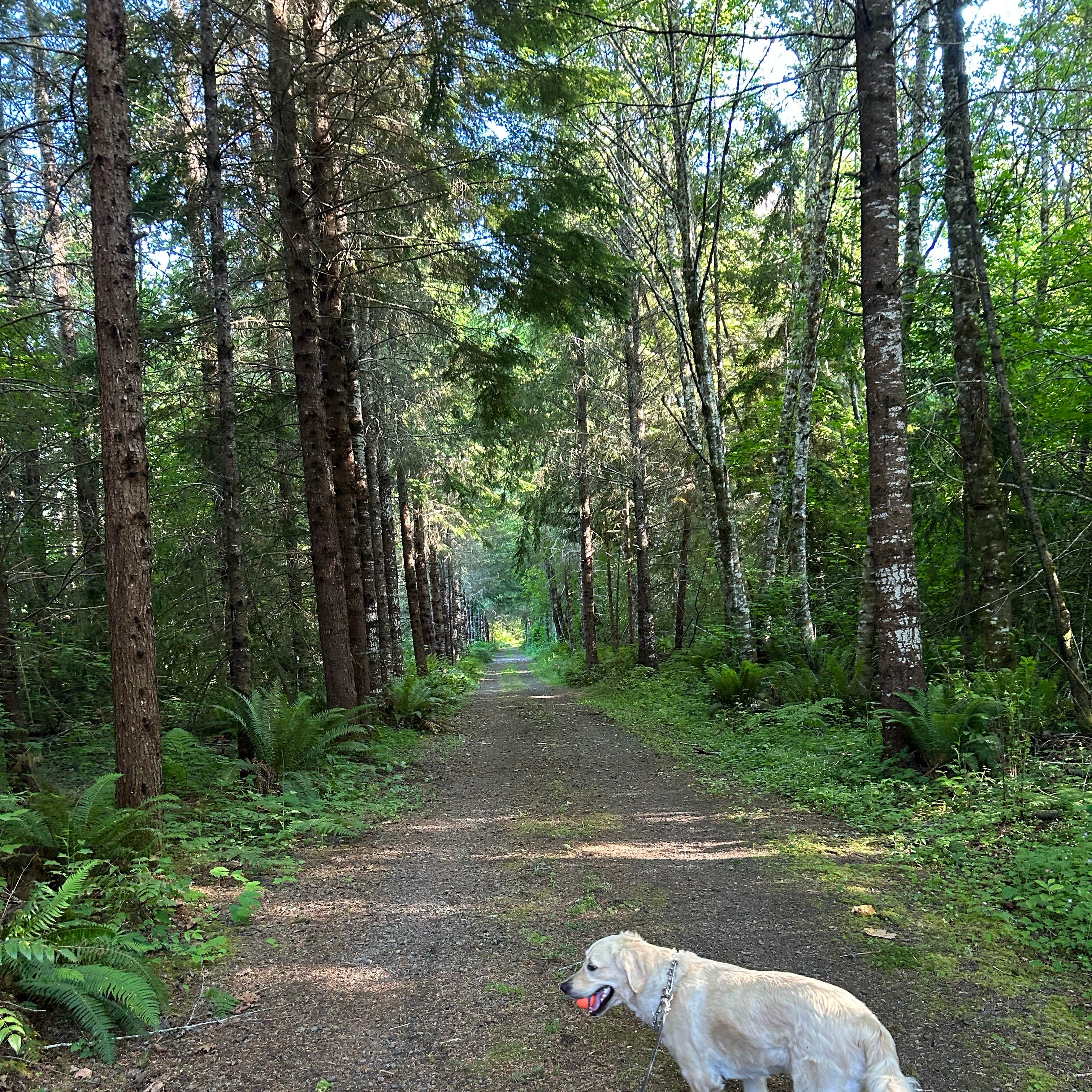 Cowlitz Falls Campground | Randle, Washington