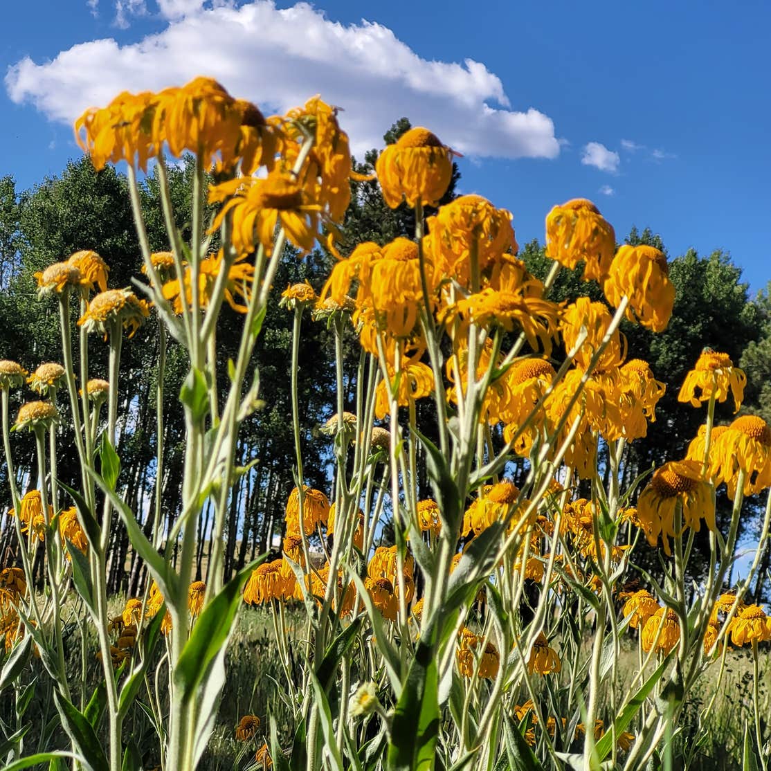 Hart Prairie - Dispersed Camping | Bellemont, Arizona