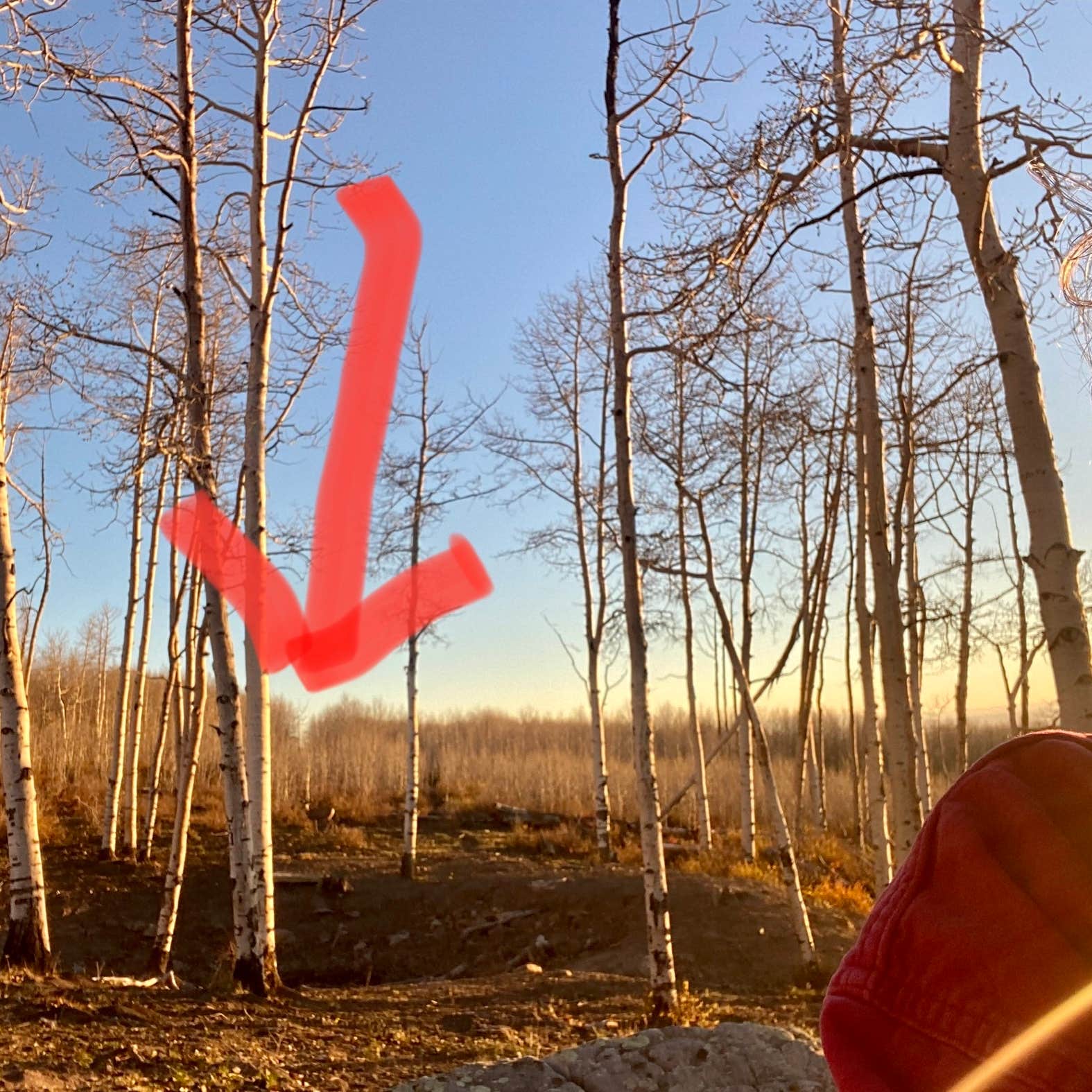 Madden Peak Road - Dispersed Camping | Hesperus, CO