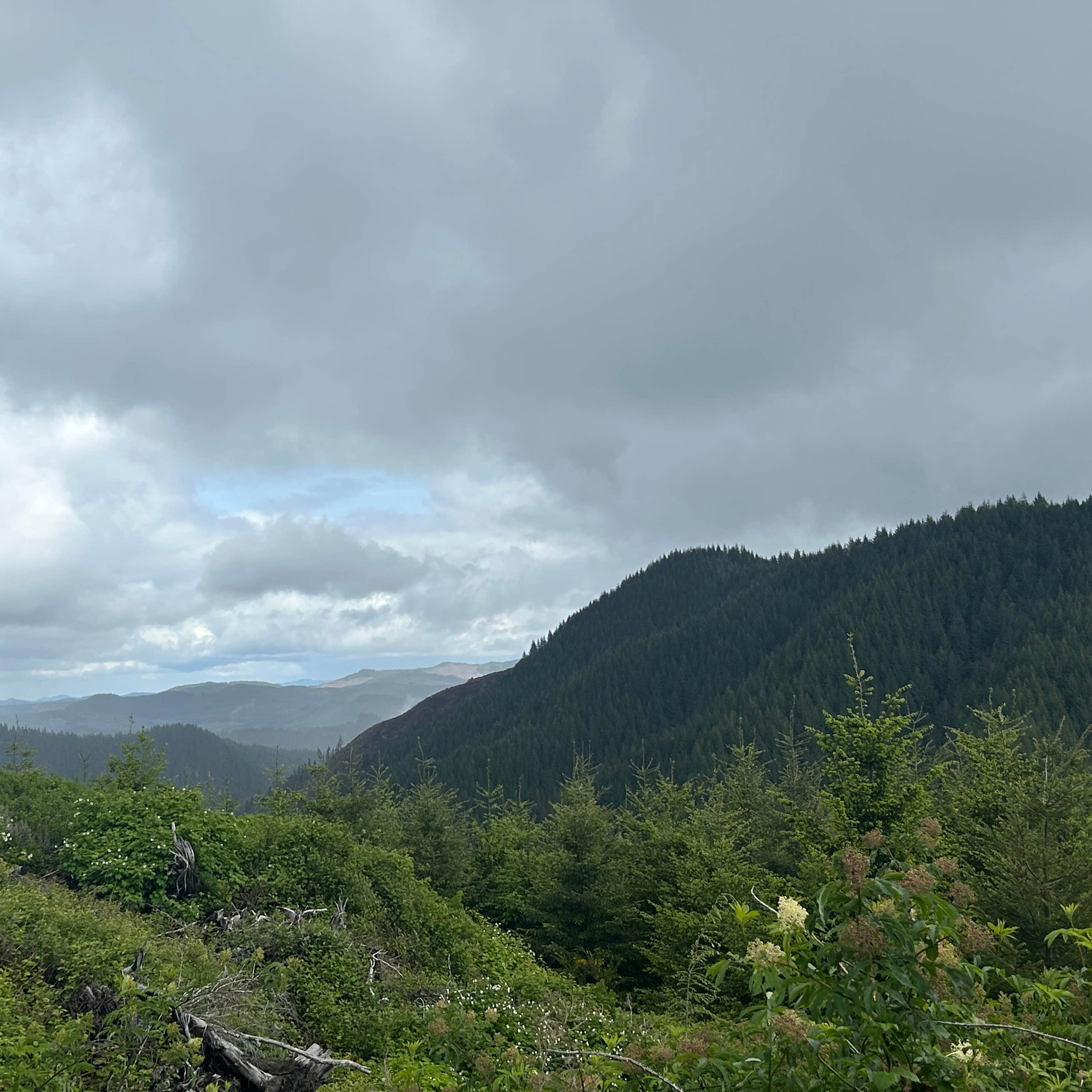 Elliott State Forest Dispersed Camping | North Bend, Oregon