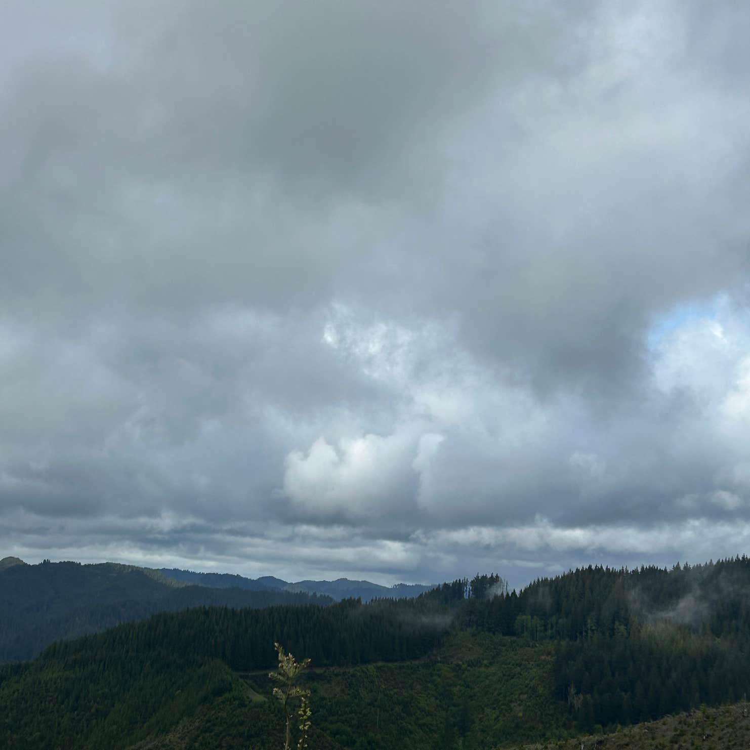 Elliott State Forest Dispersed Camping | North Bend, Oregon