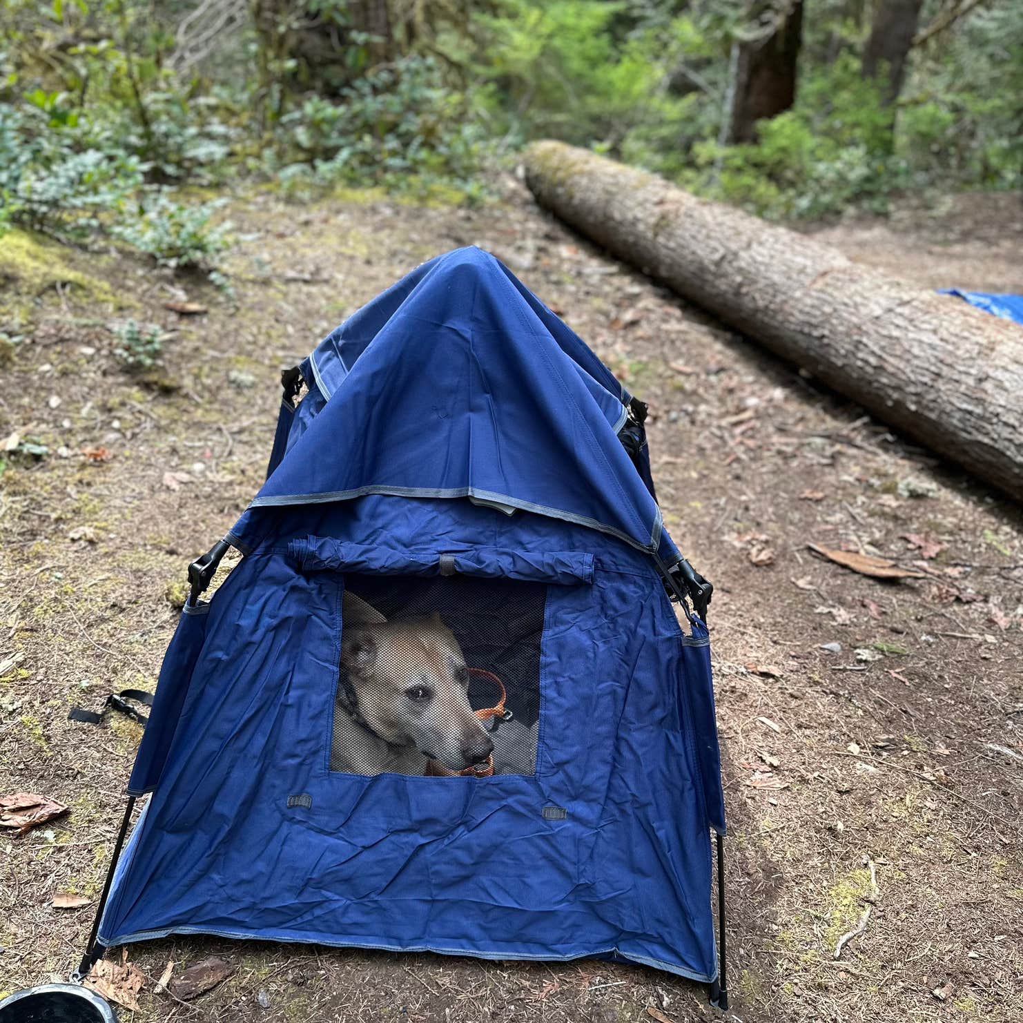 Blue River Reservoir Roadside Camping | Blue River, Oregon