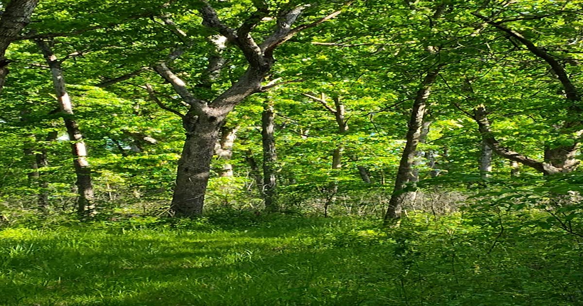 Donnelson Unit - White Oak Campground — Shimek State Forest ...