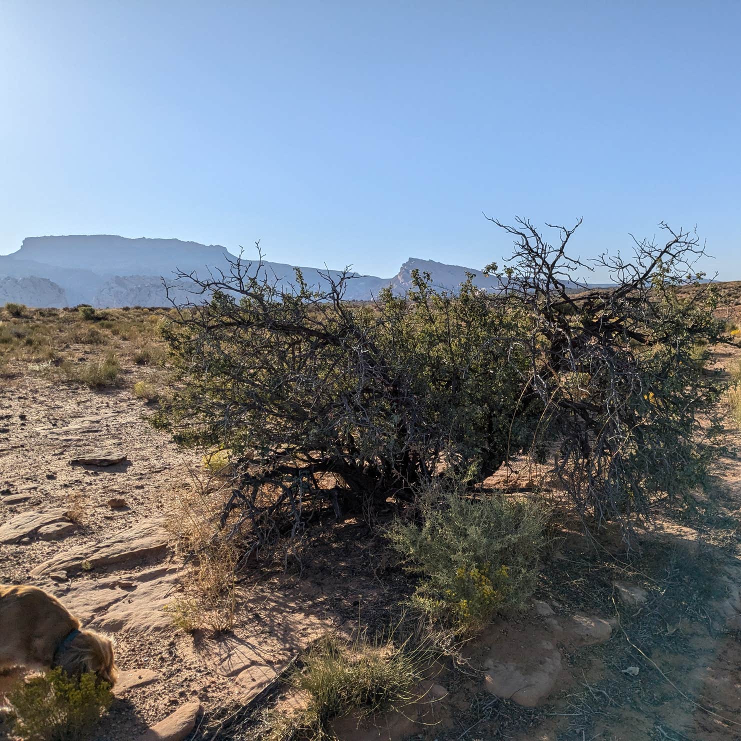 Dove Spring Camping | Eggnog, Utah