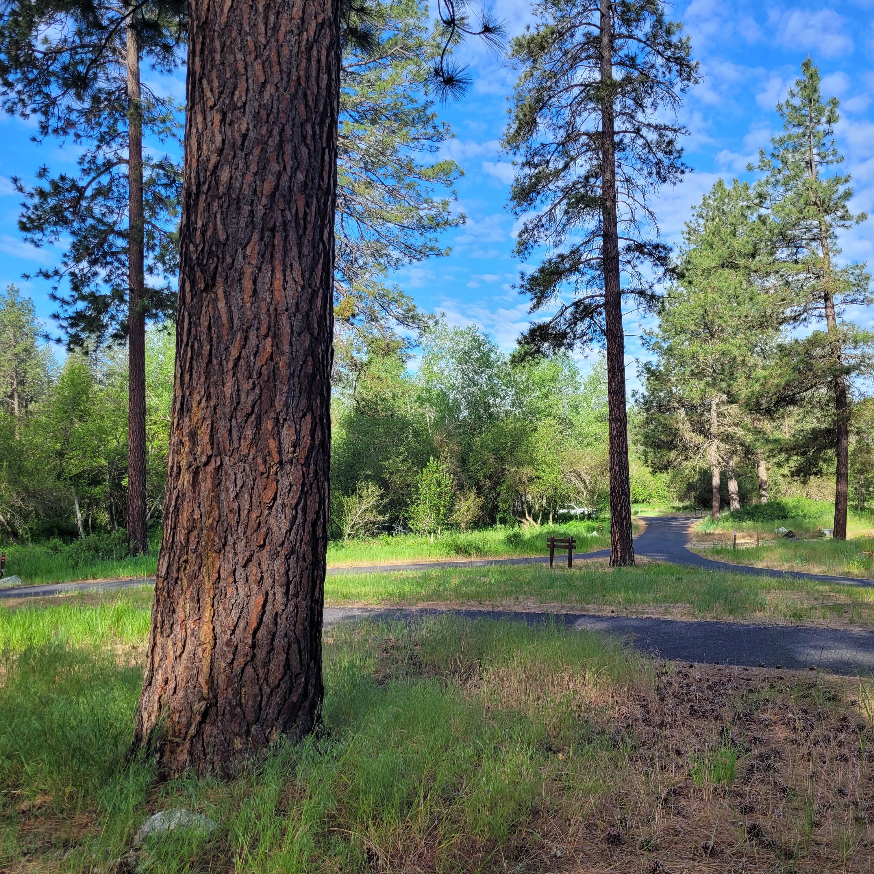 Dragoon Creek Campground | Deer Park, WA