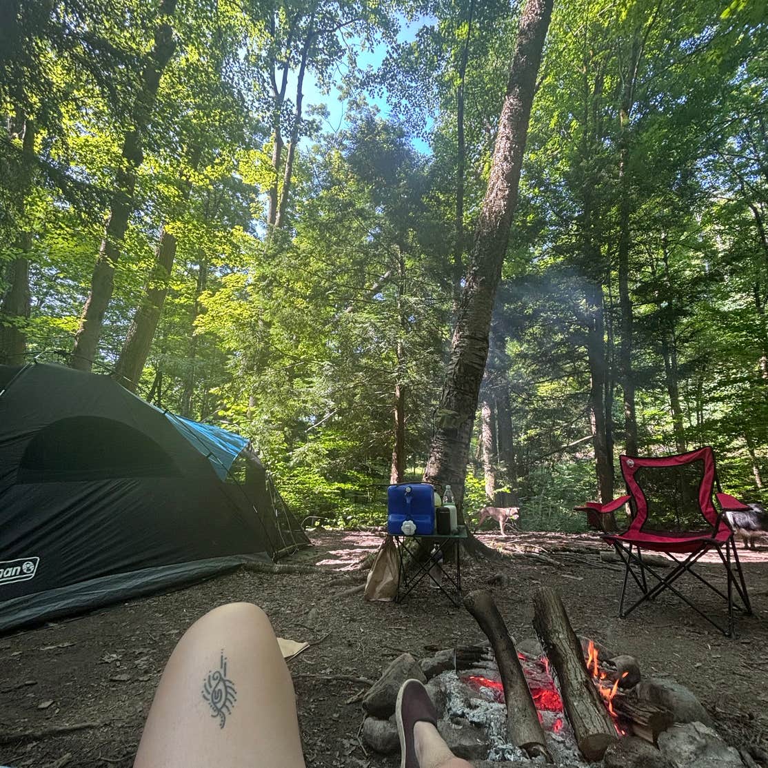 East Otto State Forest Camping | East Otto, NY