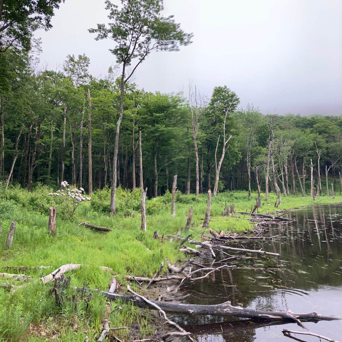 Echo Lake Camping | Woodstock, New York