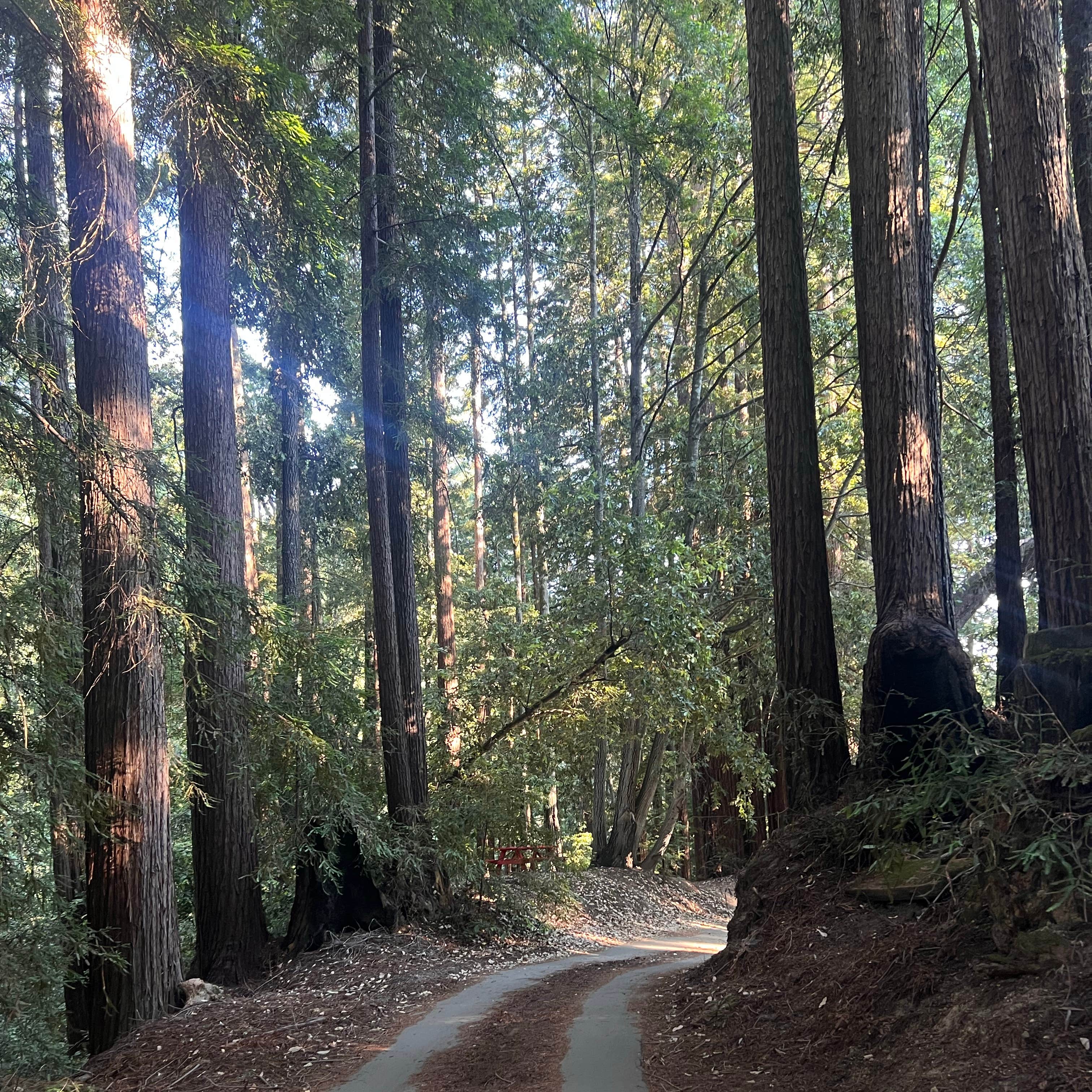 Enchanted Forest Mountain Redwood Retreat Camping | Scotts Valley ...