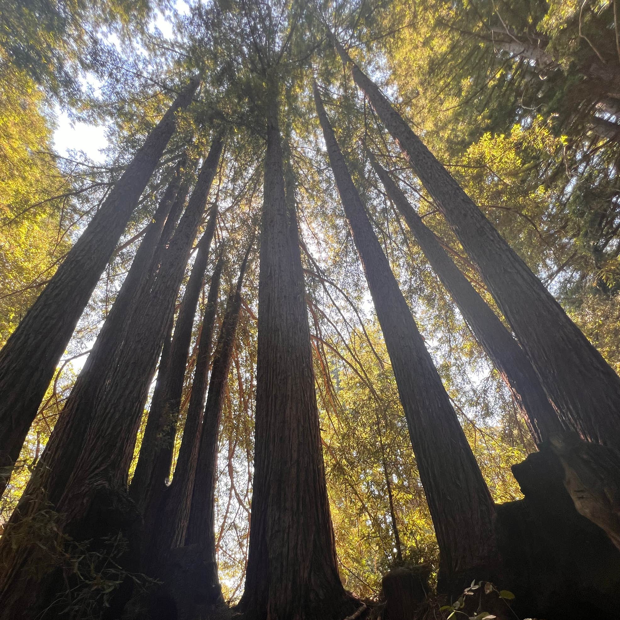 Enchanted Forest Mountain Redwood Retreat Camping | Scotts Valley ...