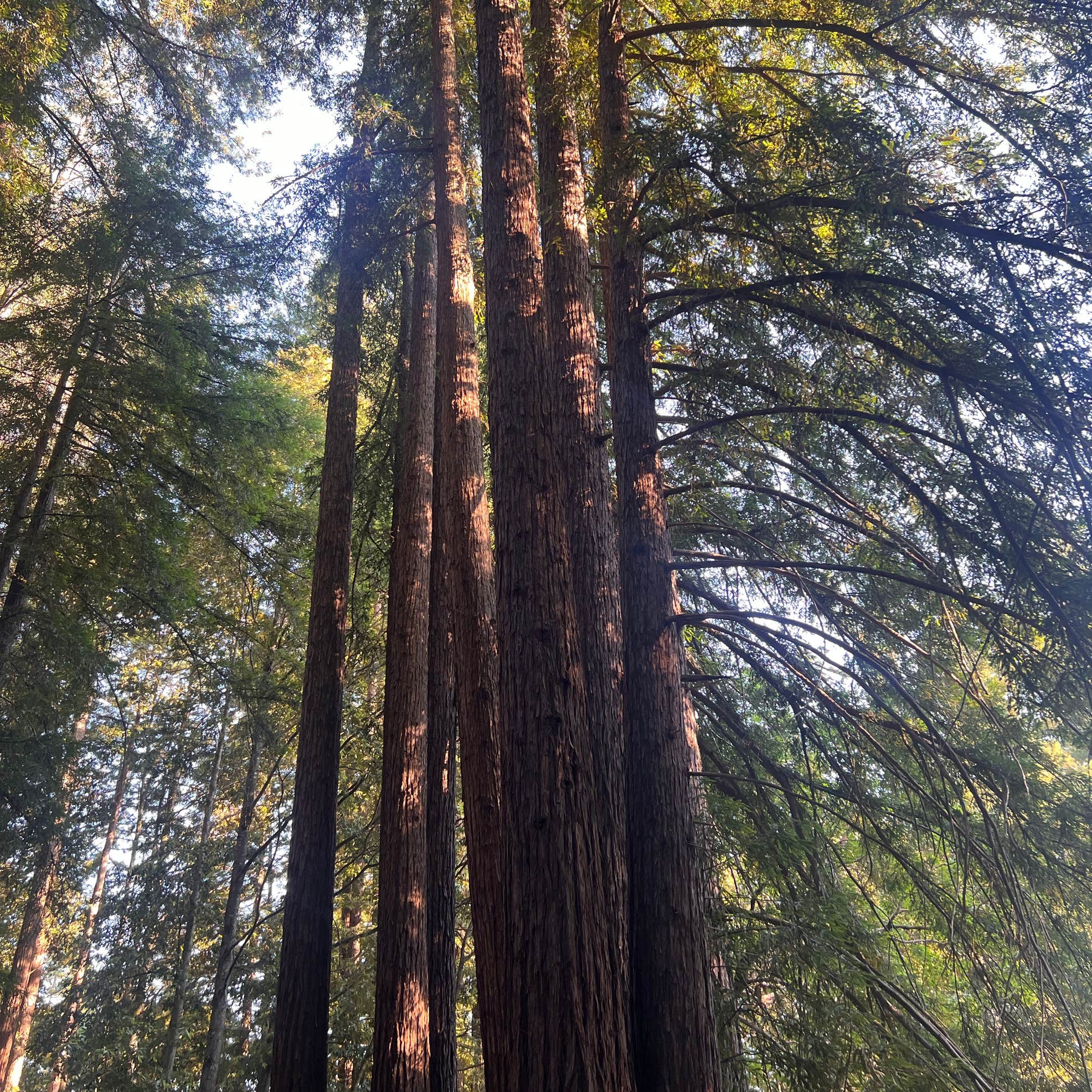 Enchanted Forest Mountain Redwood Retreat Camping | Scotts Valley ...