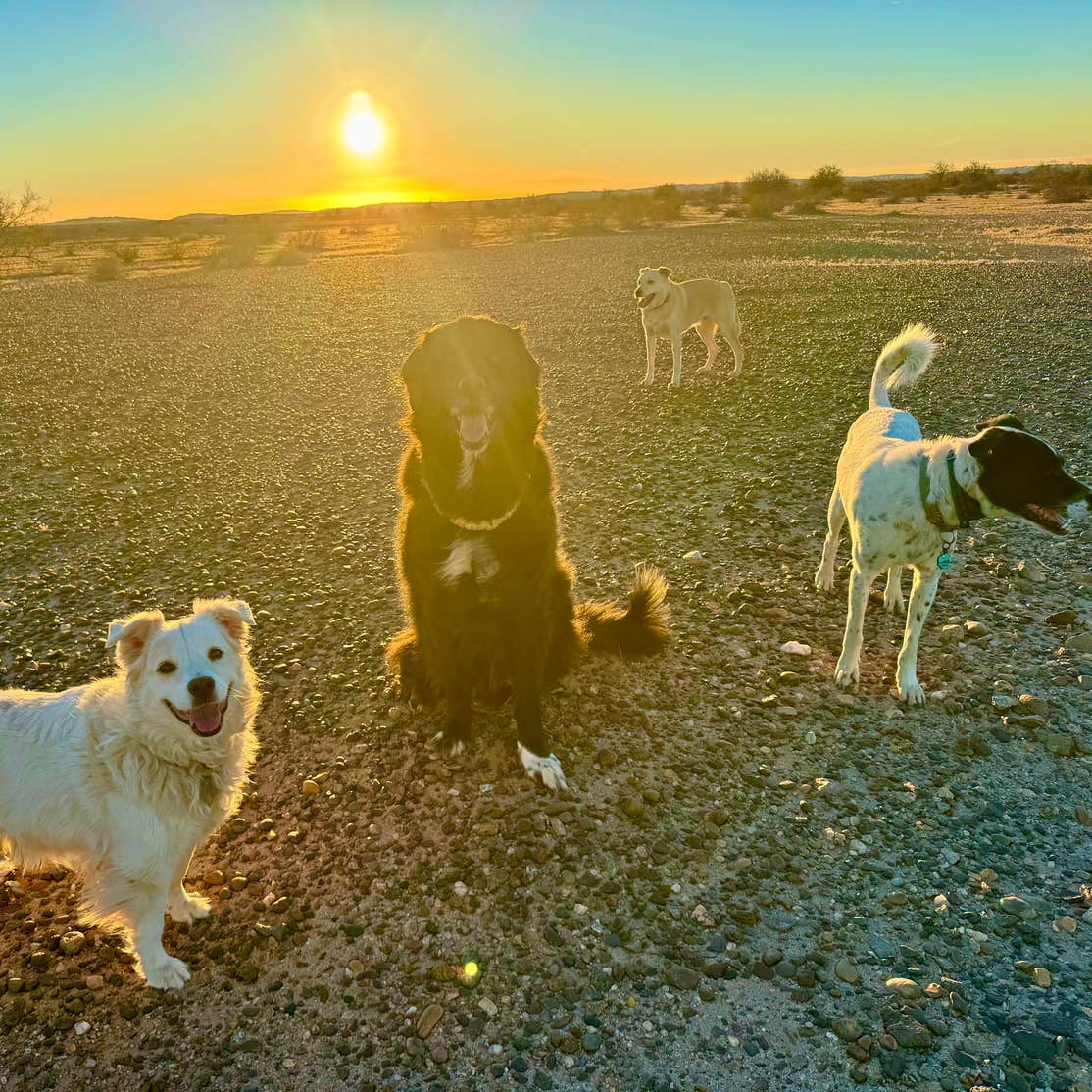 Pilot Knob RV Resort | Winterhaven, California