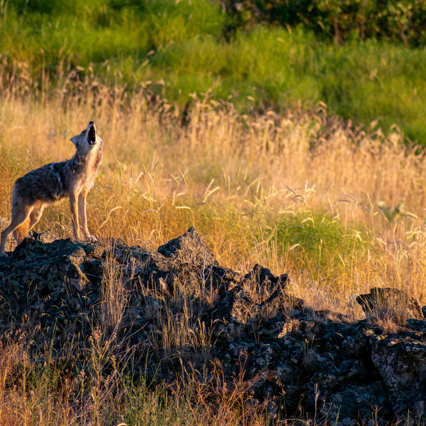 Escure Ranch / Rock Creek Recreation Area Camping | Endicott, WA