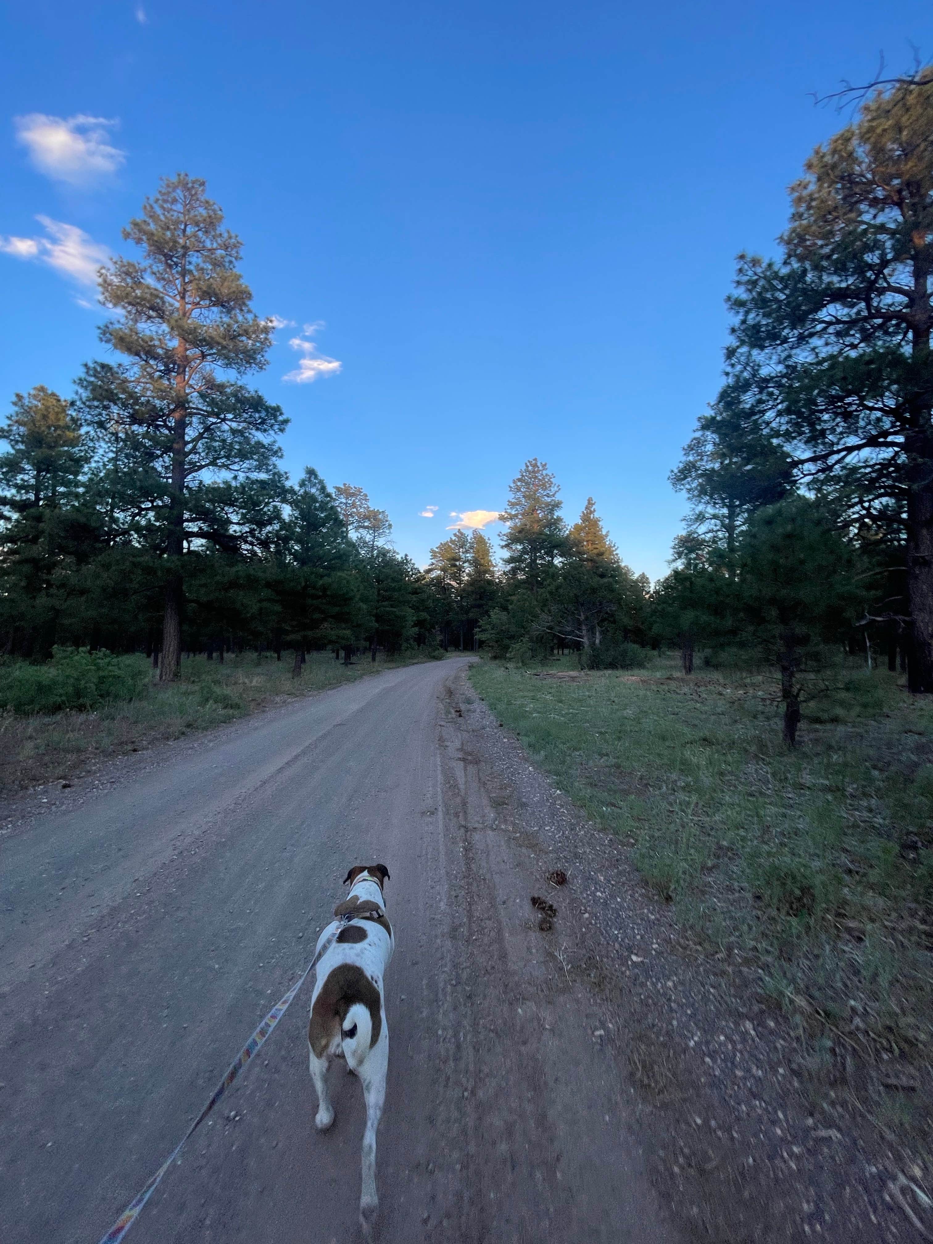 Coconino Rim Road, Fire Road 310 Kaibab Forest Camping | Grand Canyon, AZ