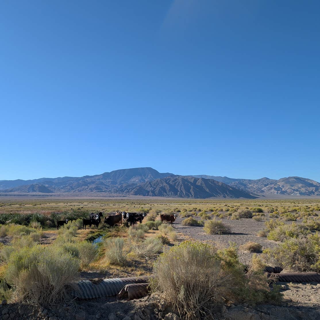 Fish Lake Valley Hot Springs Camping | Dyer, Nevada