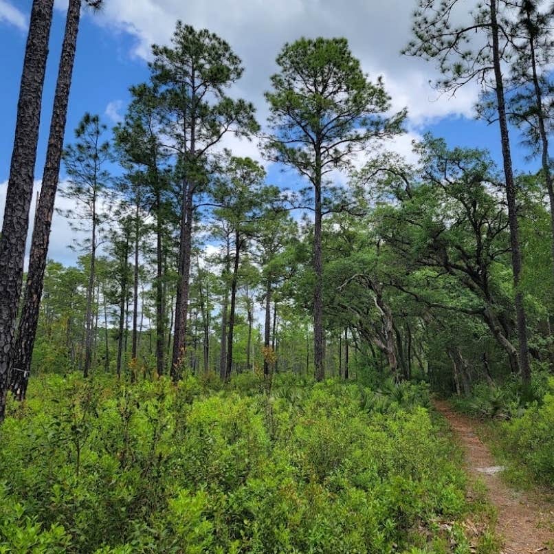 Alexander Springs Recreation Area Camping | Astor, Florida
