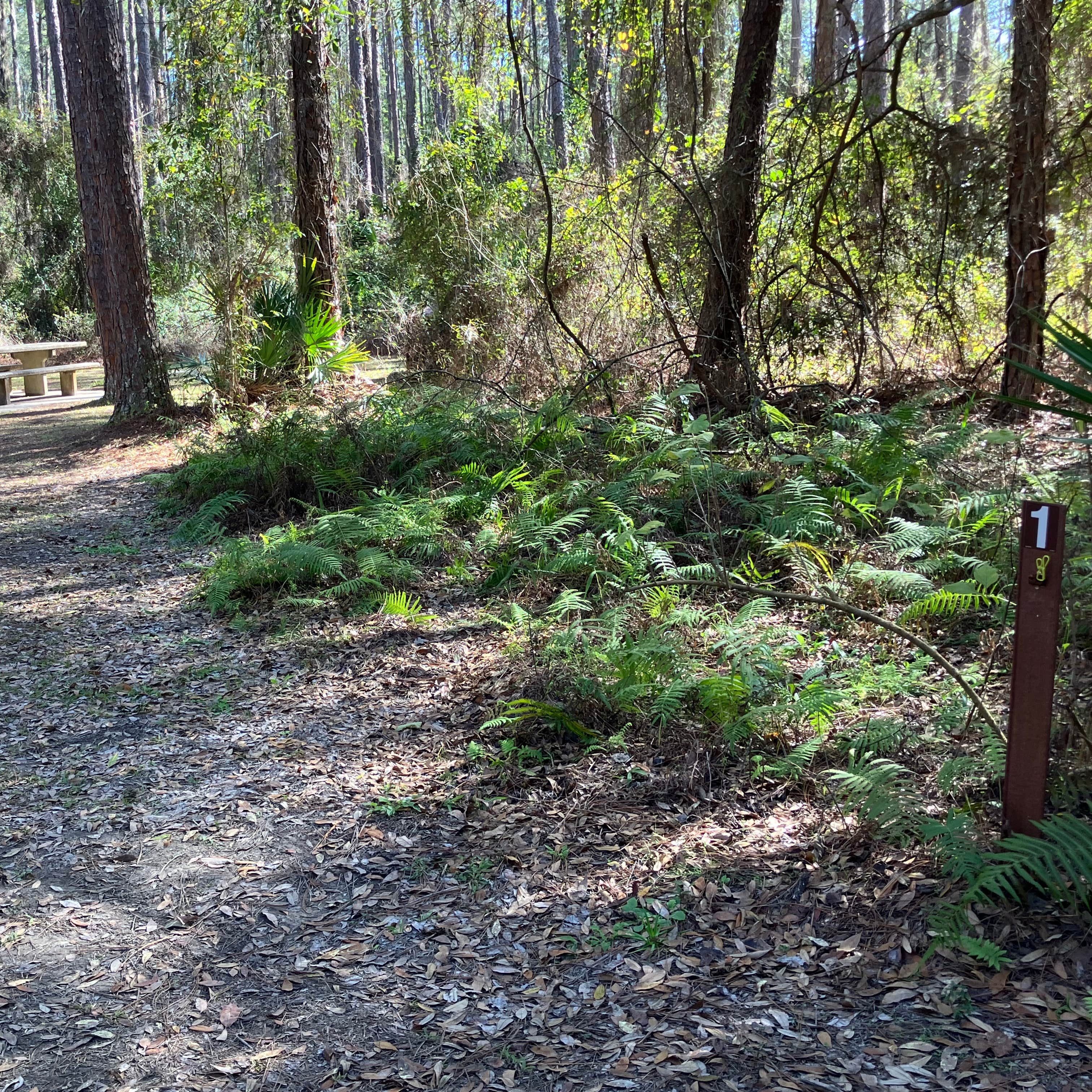 Ocala National Forest Lake Dorr Campground | Altoona, Florida