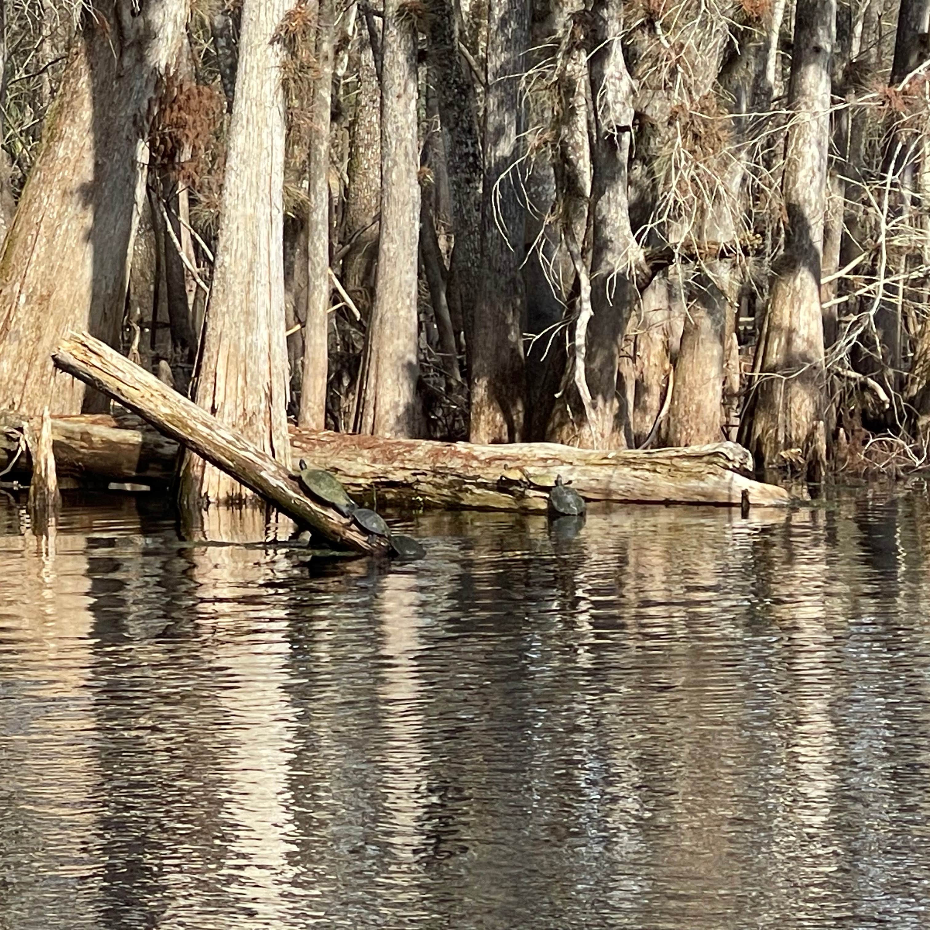 Manatee Springs State Park Campground | Chiefland, Florida