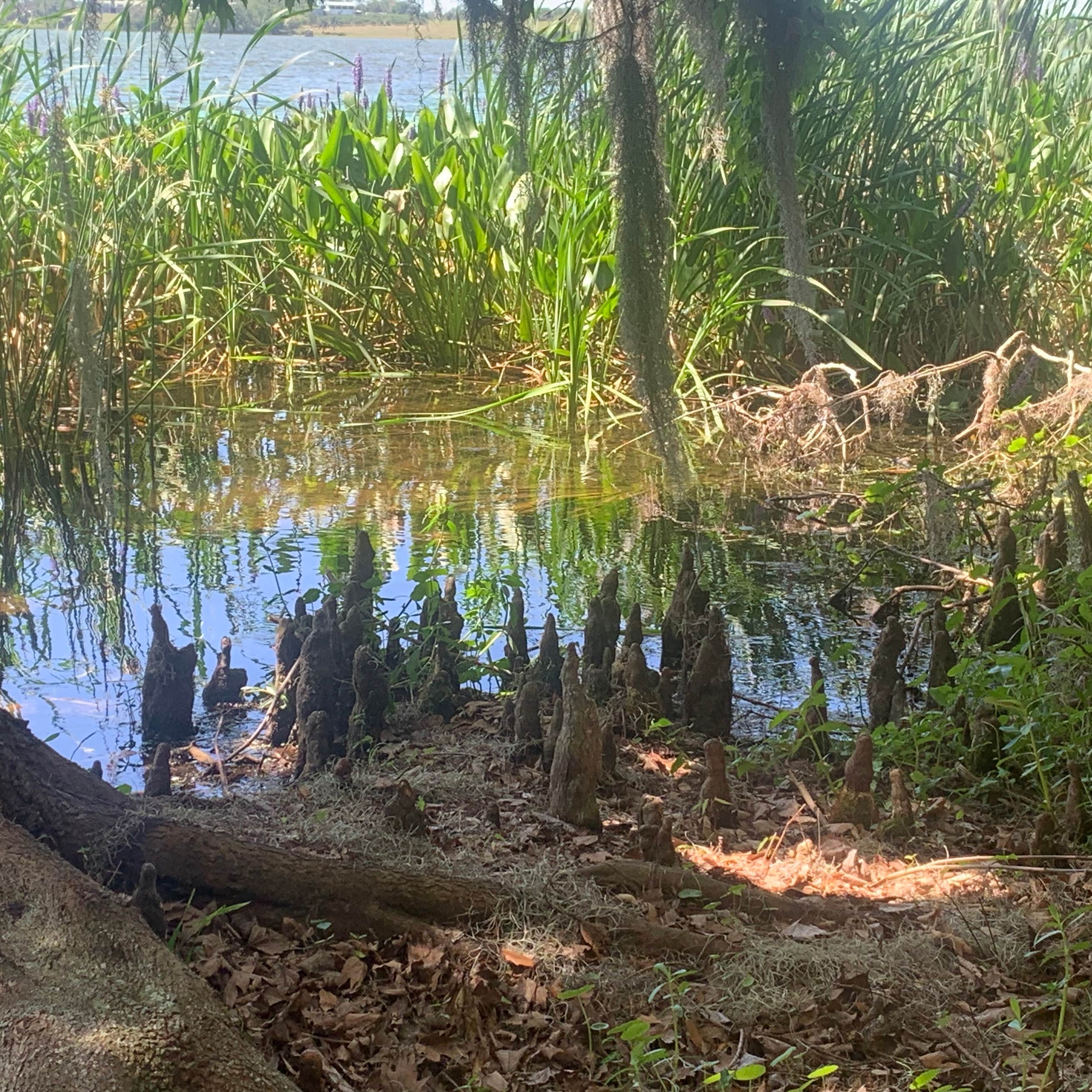 Trimble Park Campground | Mount Dora, Florida