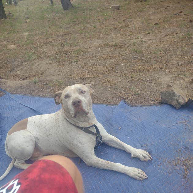 forest road 181 Camping | Forest Lakes, Arizona