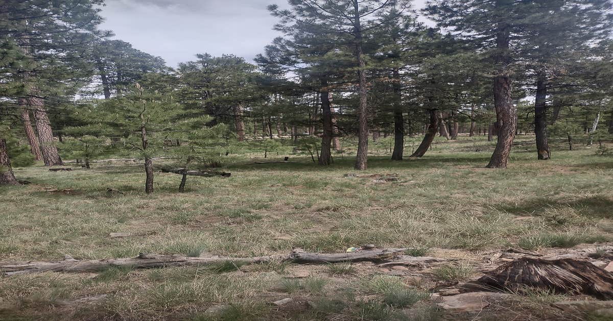 Camper-Submitted Photos of forest road 181