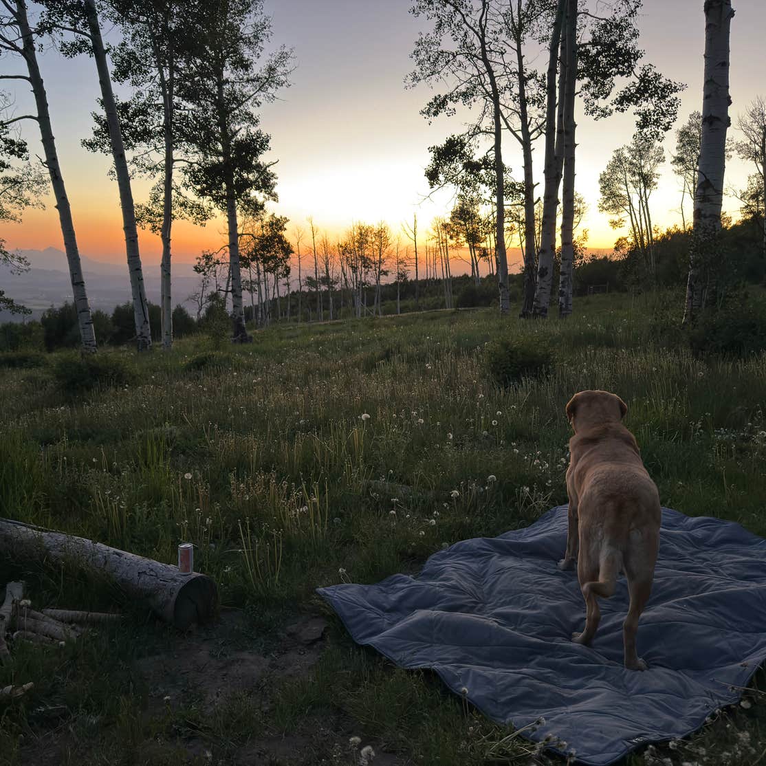 Forest Road 316 Roadside Camp | Mancos, Colorado
