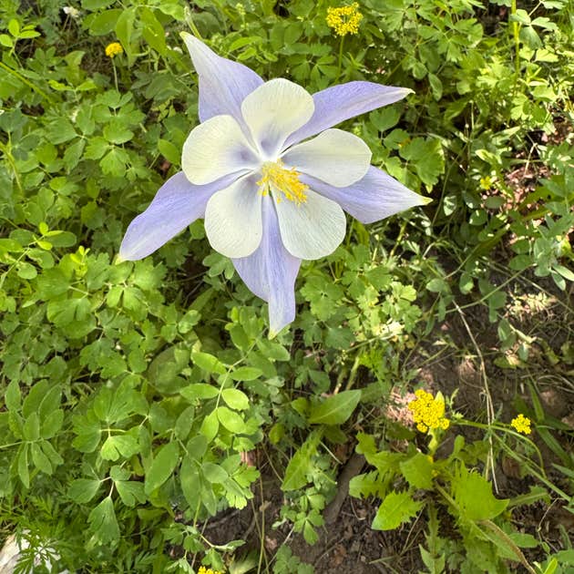 Forest Road 663 Camping | Chromo, Colorado