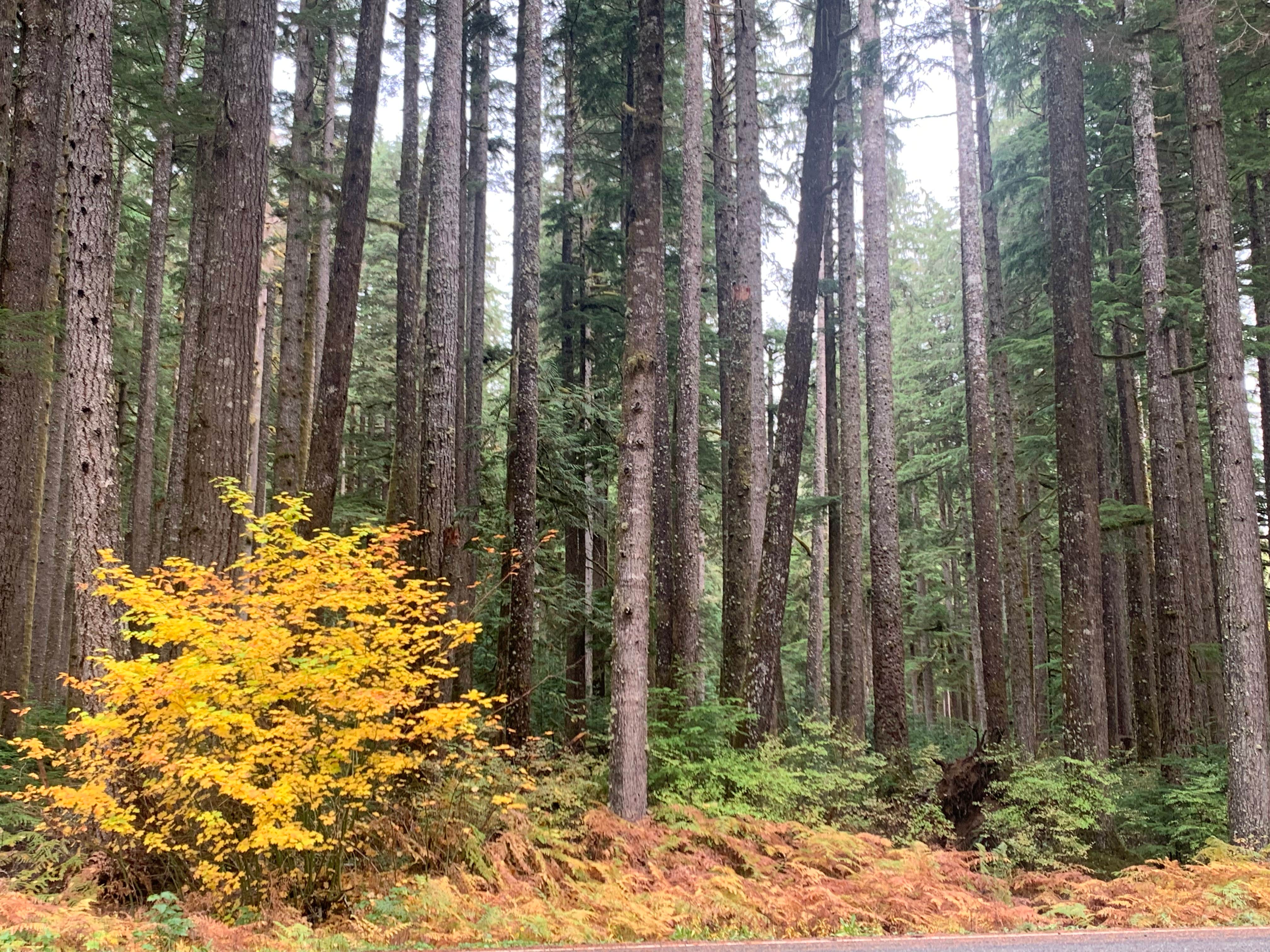 Mountain Loop Hway Dispersed Camp | Mt. Baker-Snoqualmie National ...