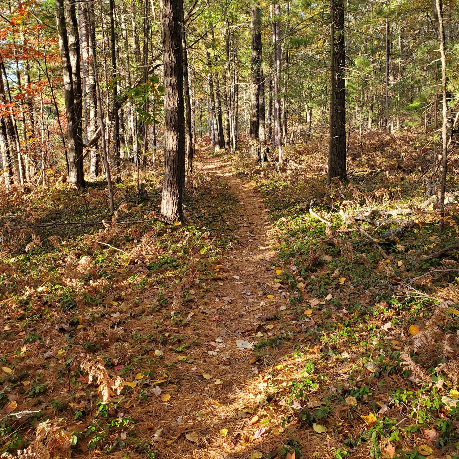 French Farm Lake Rd Camping | Mackinaw City, Michigan